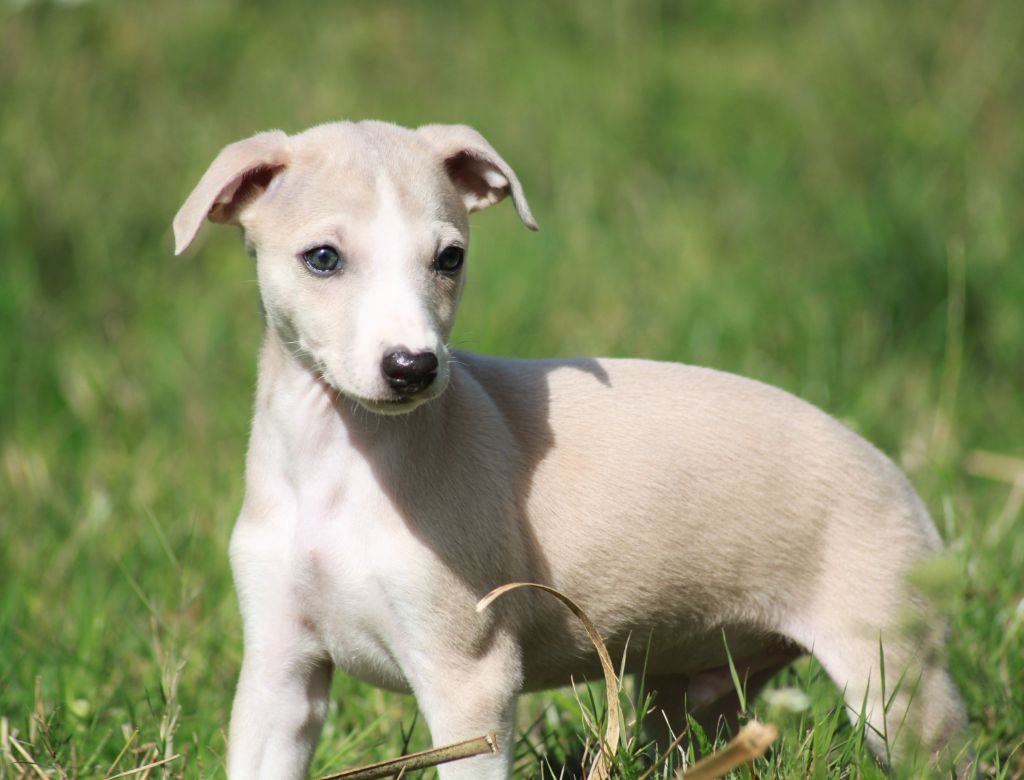 Accueil - Elevage du clos d'Arlequin - eleveur de chiens Whippet