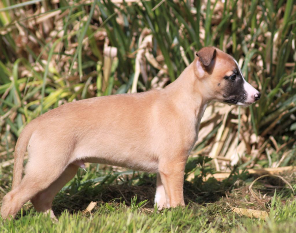 Accueil - Elevage du clos d'Arlequin - eleveur de chiens Whippet