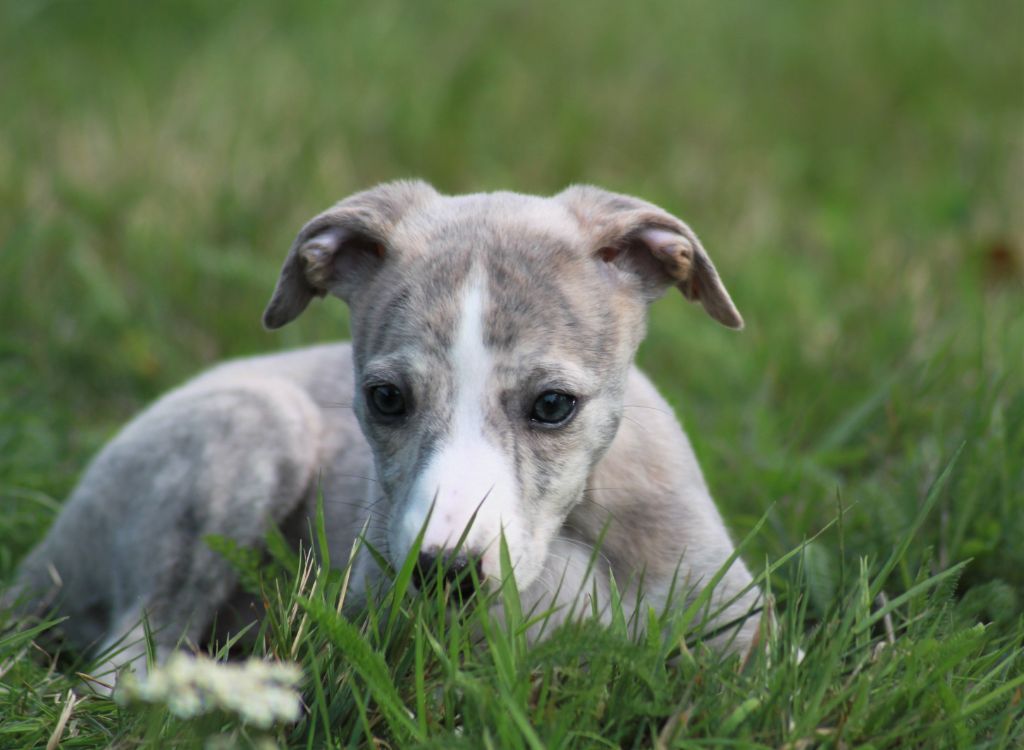 Accueil - Elevage du clos d'Arlequin - eleveur de chiens Whippet