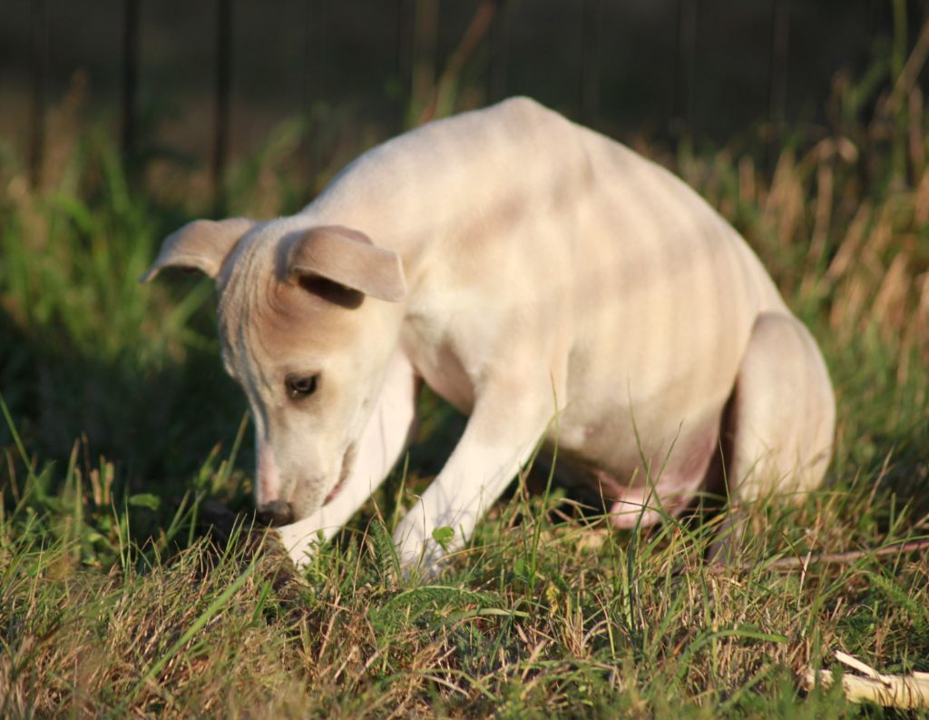 Accueil - Elevage du clos d'Arlequin - eleveur de chiens Whippet